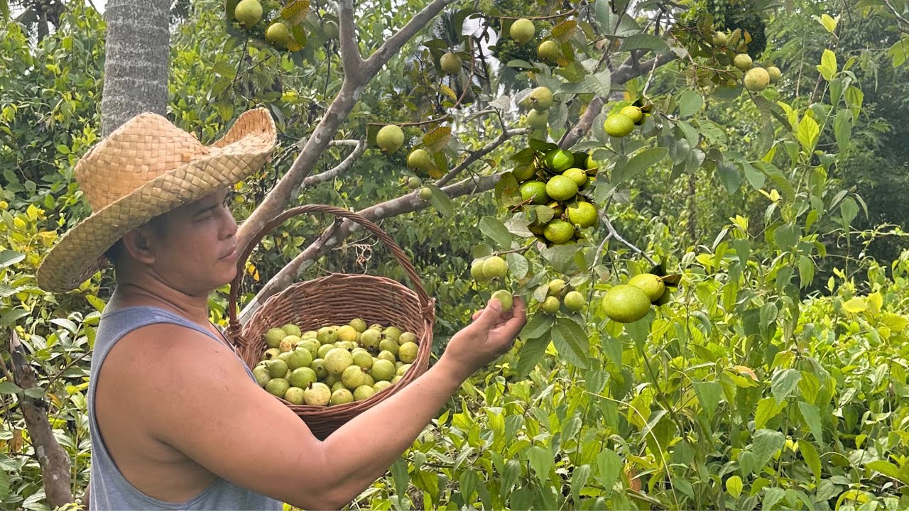 Picking native guavas near the river and making a delicious guava jam ...