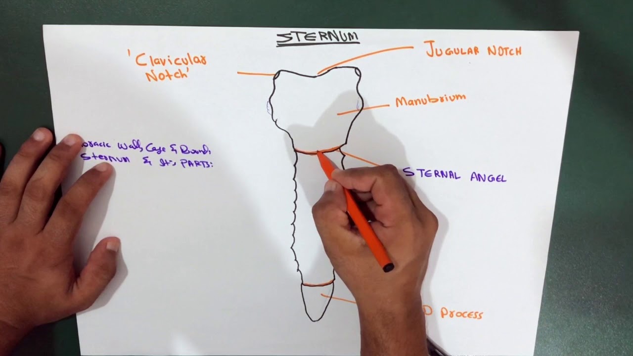 Introduction | Thorax | Sternum | Part 1 (Anatomy) - YouTube