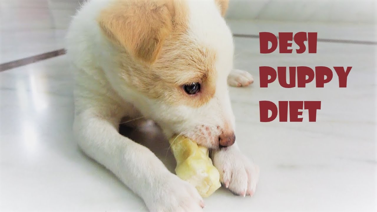 Best Indian Puppy Diet - Desi Dog Breed - YouTube