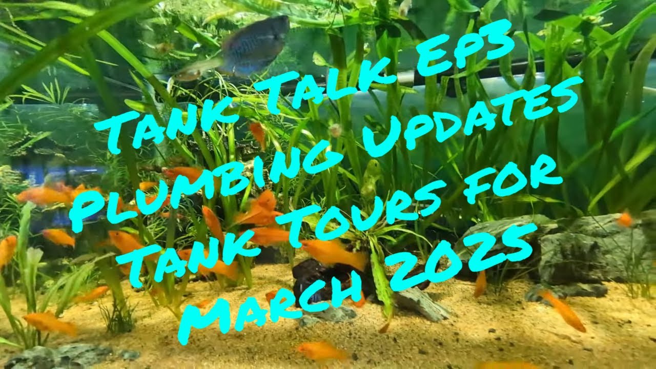 Tank Talk 3 - Plumbing updates and a tour of the tanks for March 2025 ...