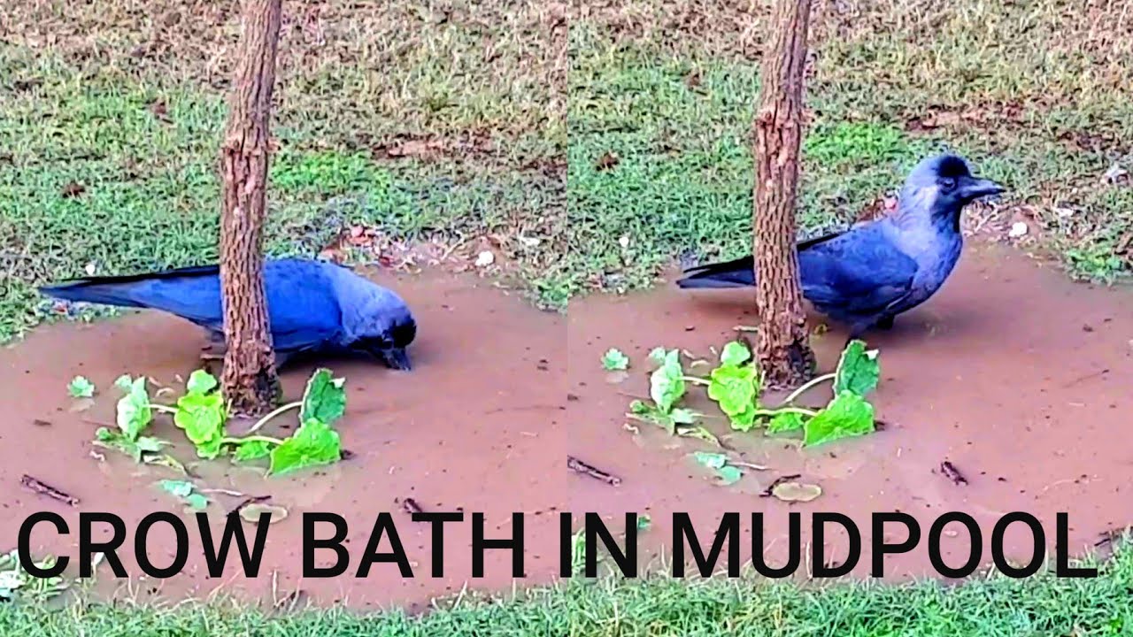 Winter Bathing: Watch this Clever Crow Take a Dip in a Muddy Puddle. - YouTube