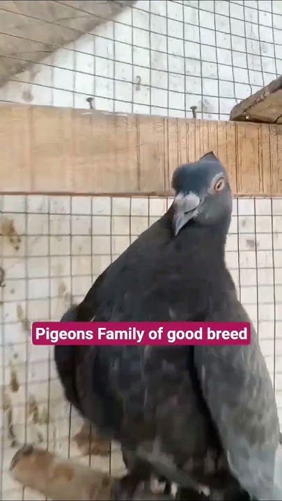 Pigeons Family of good breed #Pigeons #Family #of #good #breed #place #cow #bird #pigeon #family ...