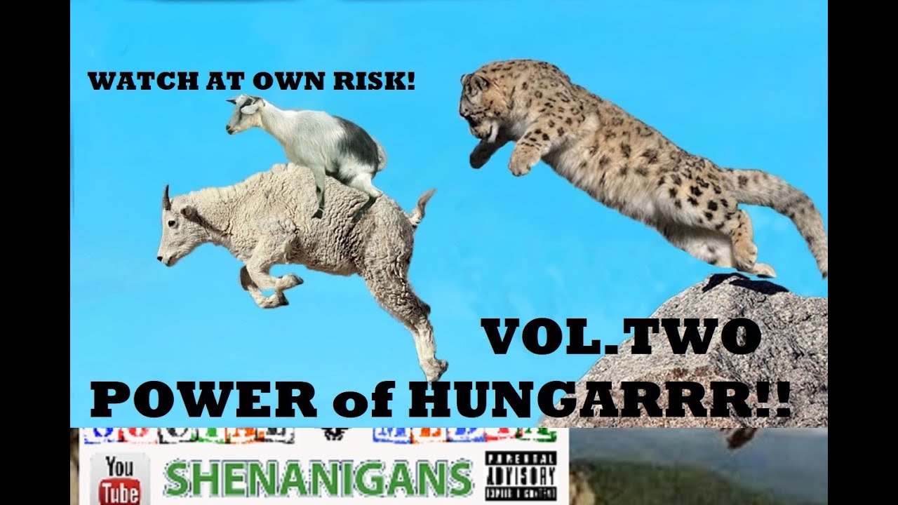 SOCIAL MEDIA SHENANIGANS VOL.2 ( ANIMAL HUNGARRR!) - YouTube