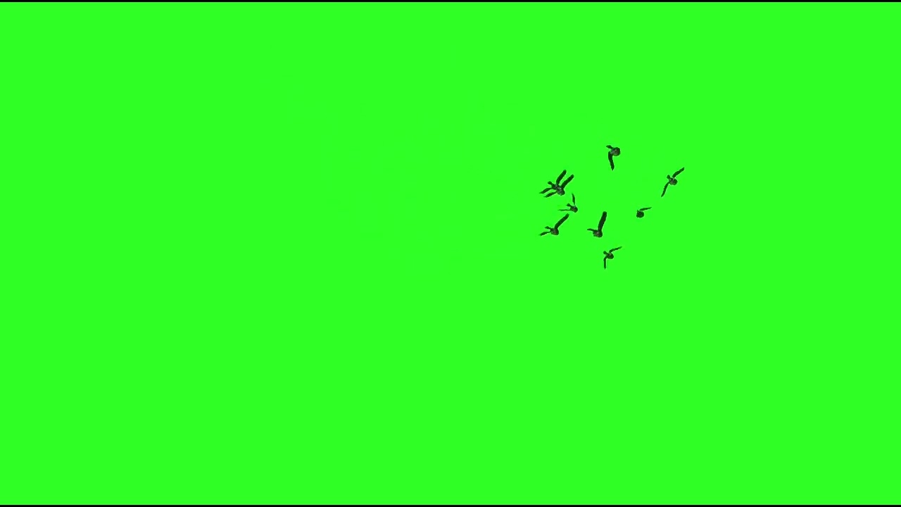 green screen flying birds /nocopyright flying bird /green screen ...