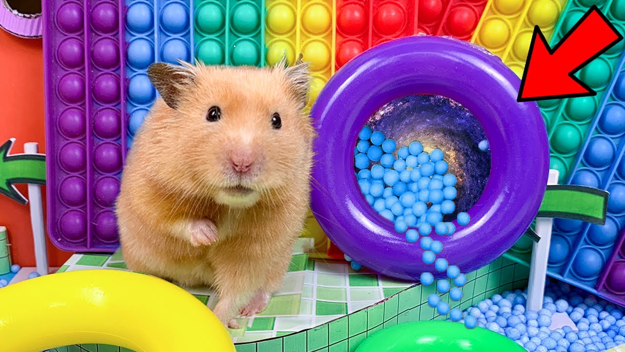 Hamster Escapes the Awesome Pool Pop It Maze for Pets 🐹 in Hamster ...