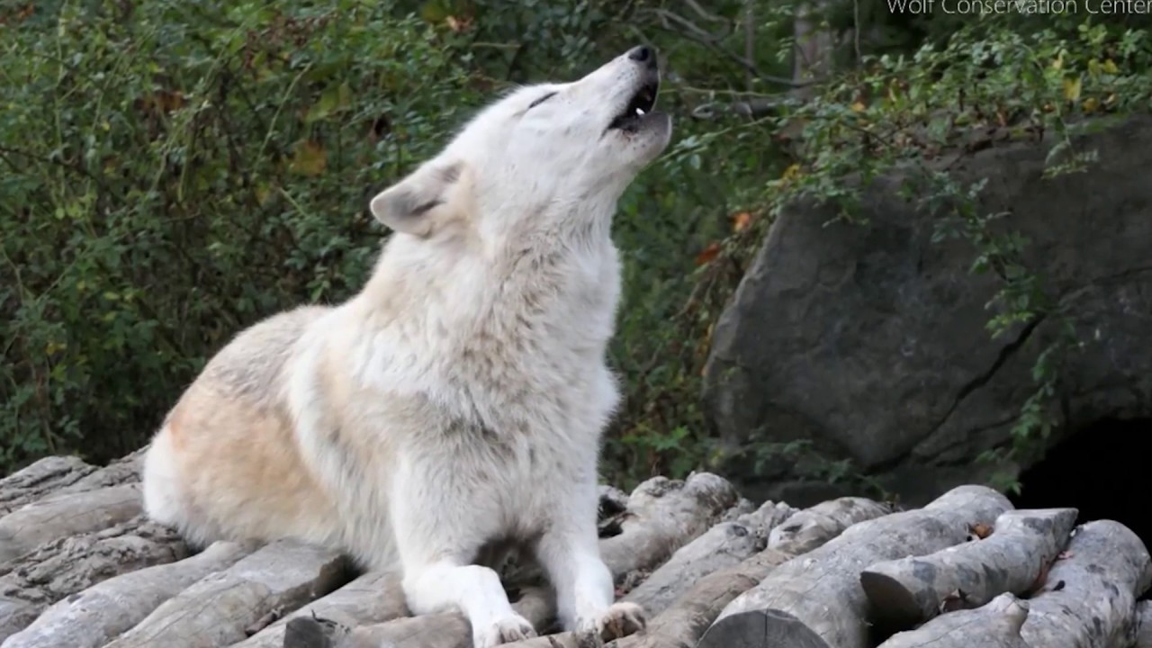 Angelo Morra - Fragments of Life (Soundtrack) - YouTube