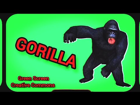 GORILLA GREEN SCREEN. FOOTAGE ANIMATION OF A BIG GORILLA . - YouTube