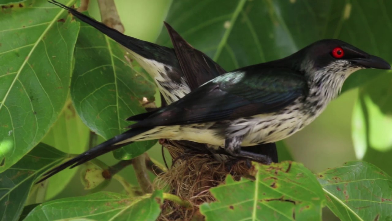 Metallic Starlings - Birds of Australia - YouTube