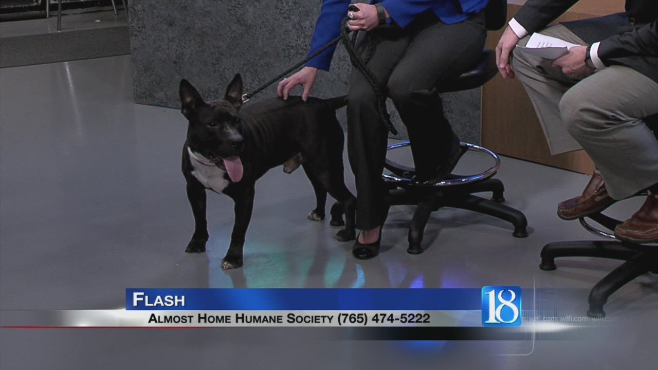 Flash the Dog - Pet of the Week for Nov. 6 - YouTube