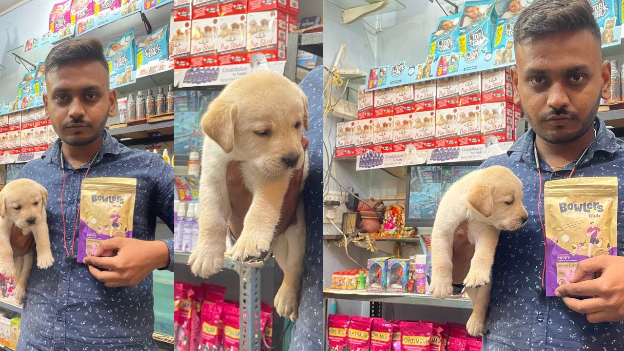 PET SHOP BADA OFFER CHAL Raha hai | LABRADOR MALE AND FEMALE | GOLDEN ...