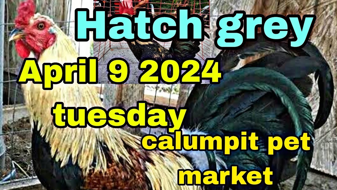 Hatch grey , April 9 2024 tuesday calumpit pet market - YouTube