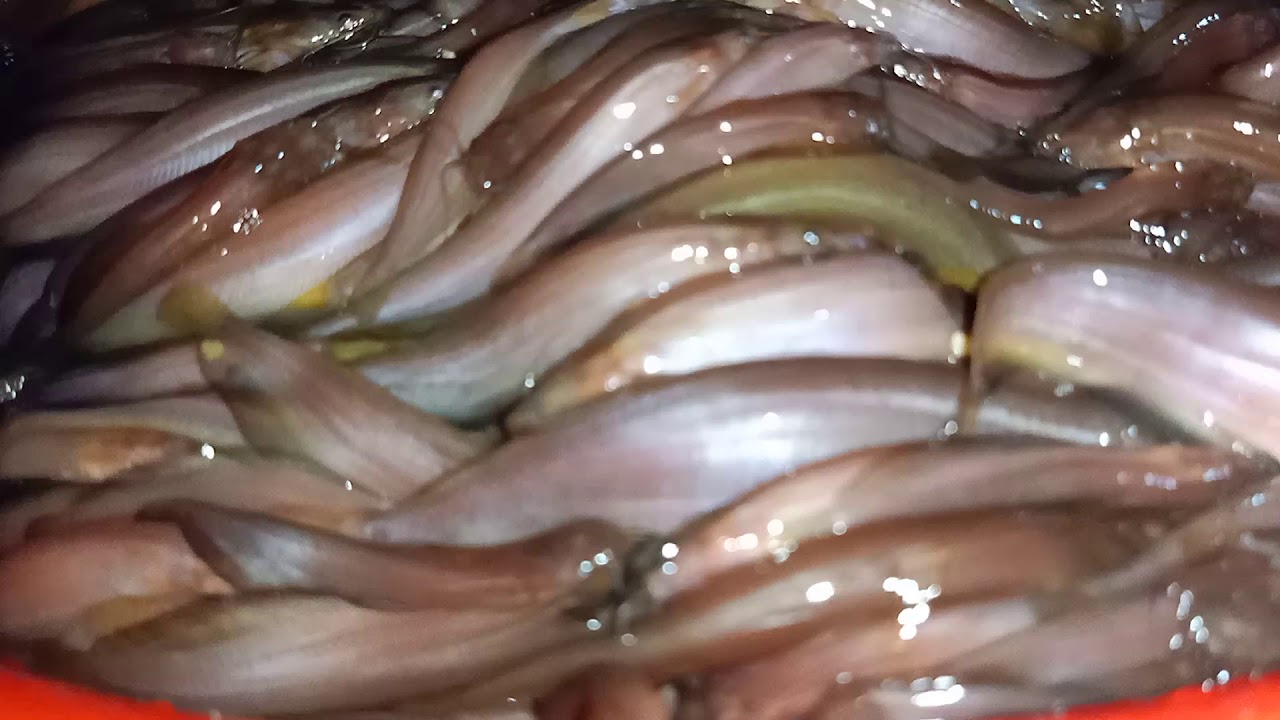 Local Stringing Catfish Fish farm|fish bd|HD fishing bd| দেশী শিং মাছের ...