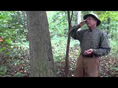 Bruce Wakeland in IN.wmv - YouTube