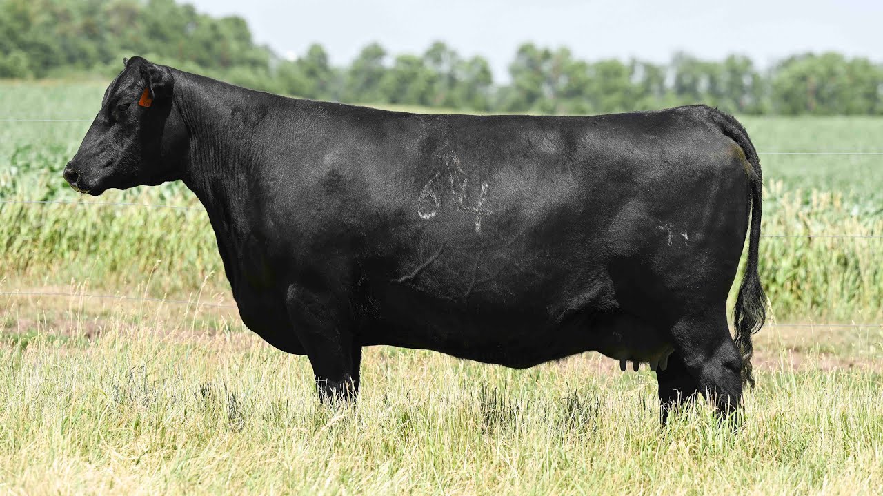 Chestnut Angus: Lot 22 - YouTube
