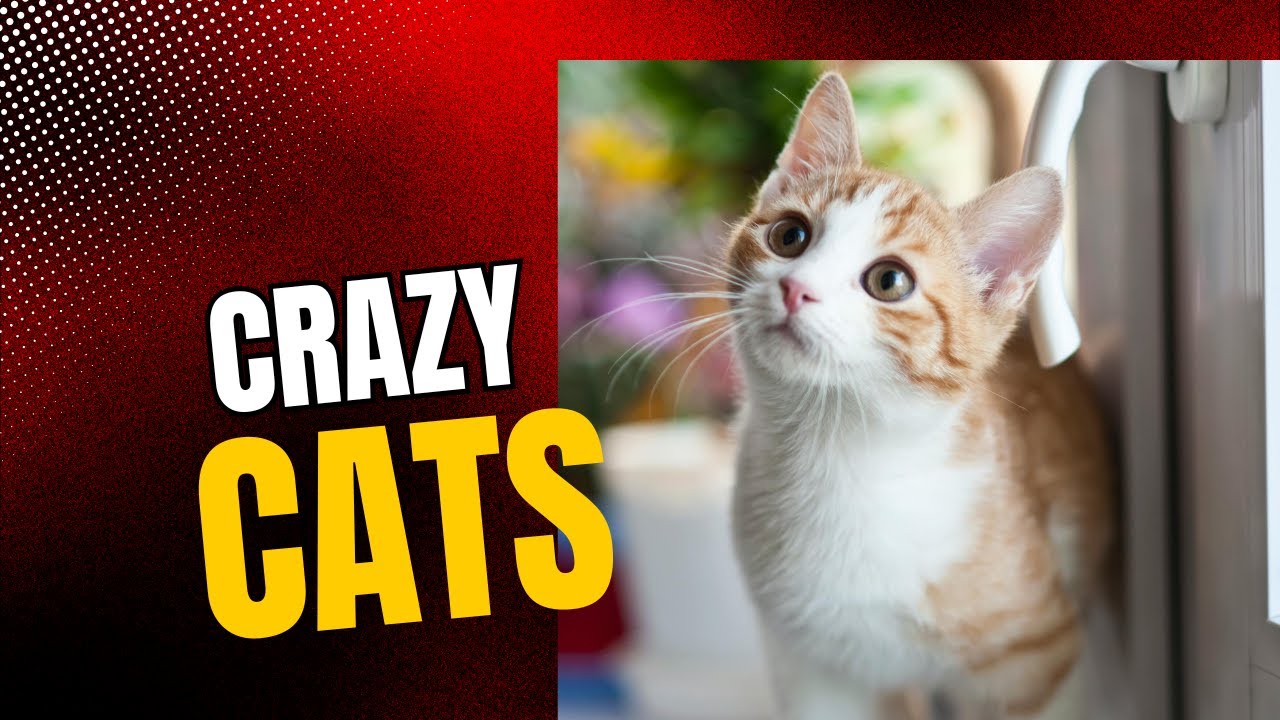 Funny Talking Cats ( Gotta see this!!) - YouTube