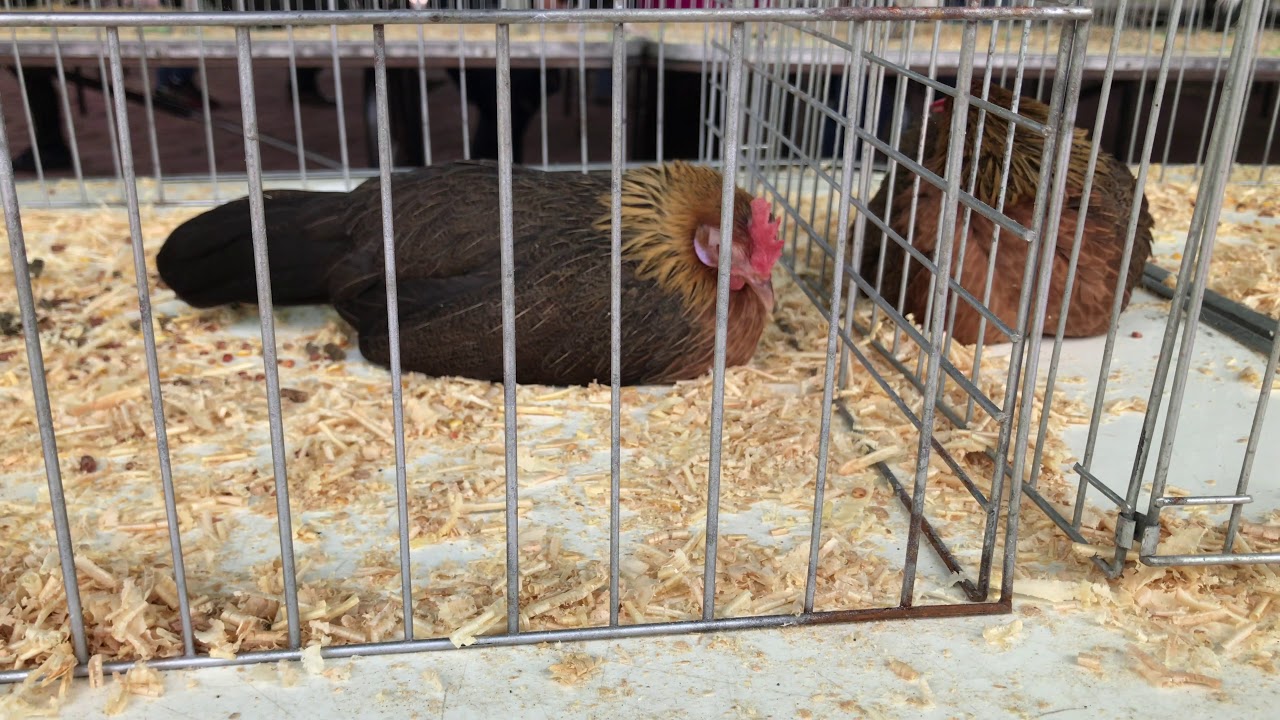 GALLINA AZTECA ALIMONADA Expo "yekas" 2019 Octubre 20 - YouTube