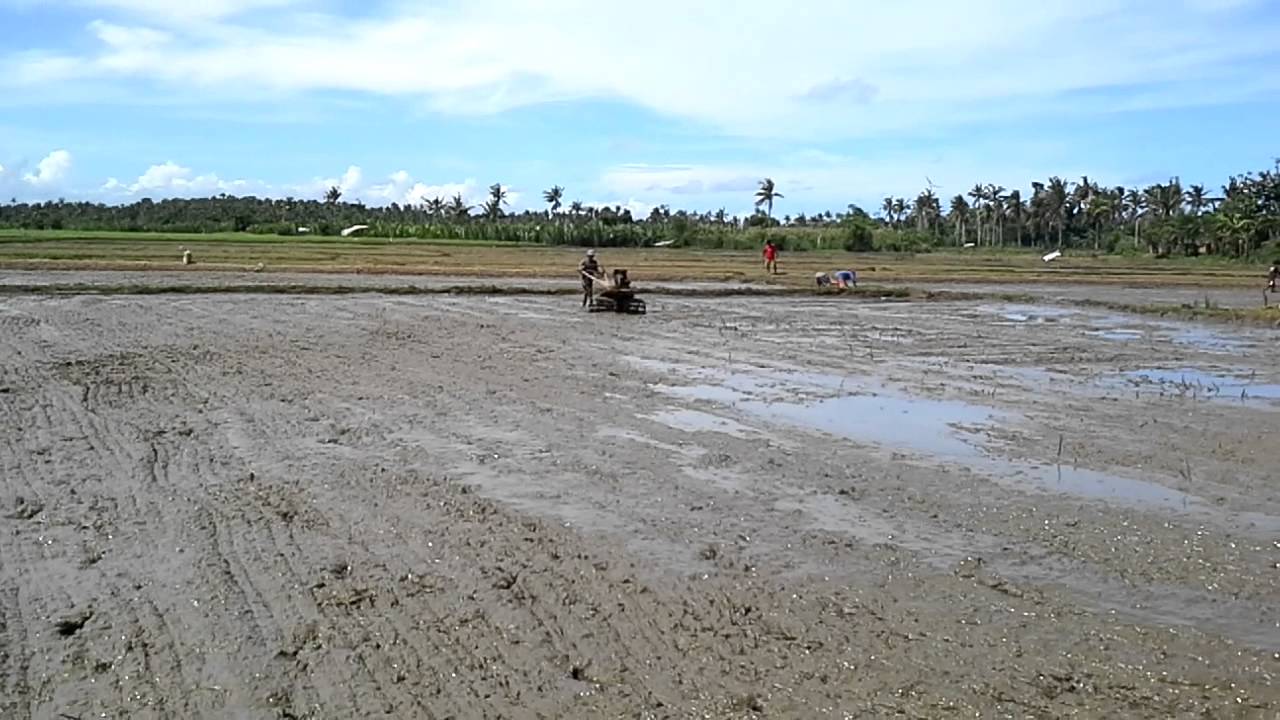 Preparing the land to plan rice - YouTube