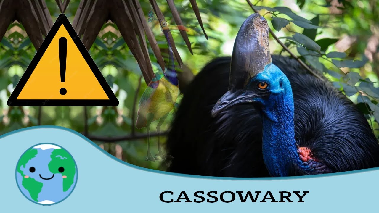 The Scary Cassowary - YouTube