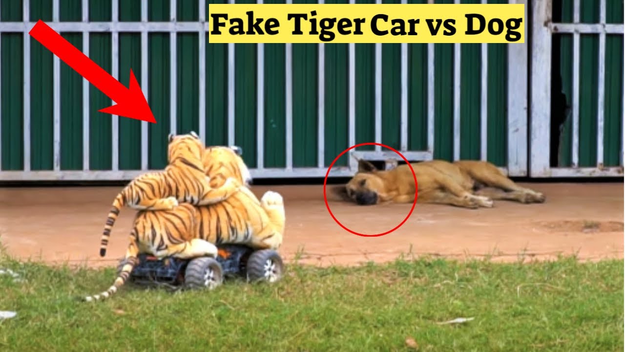 Fake Tiger Prank Dog Video In 2021 very funny || Fake tiger prank to ...