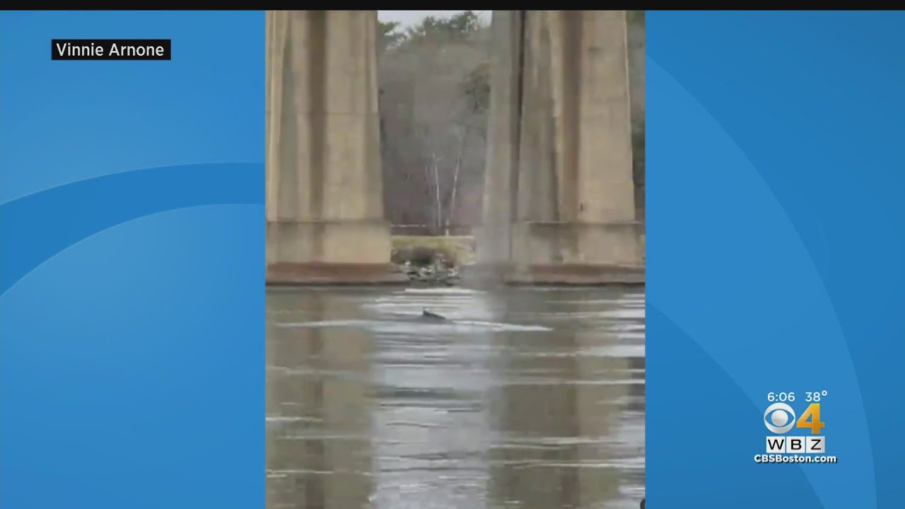 Whale Spotted Swimming In Cape Cod Canal Under Bourne Bridge - YouTube