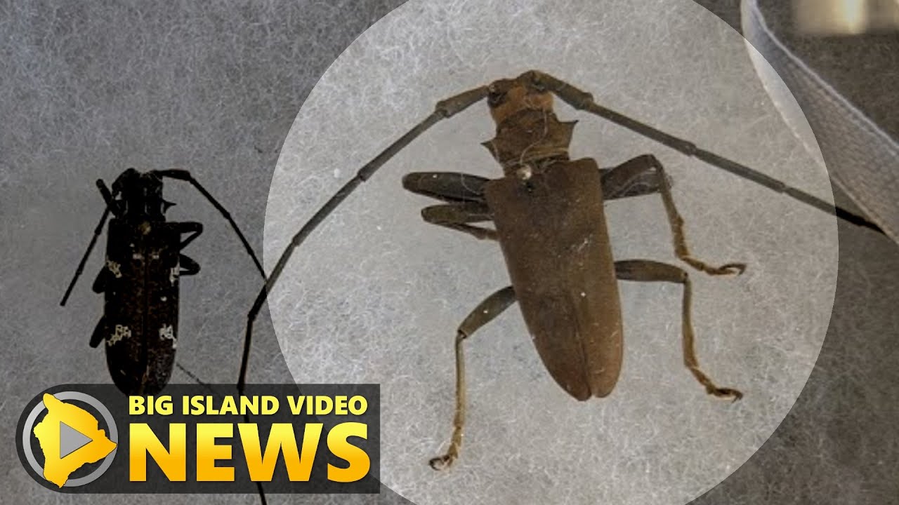 Queensland Longhorn Beetle Invasion Meeting In Hilo (Feb. 3, 2020 ...