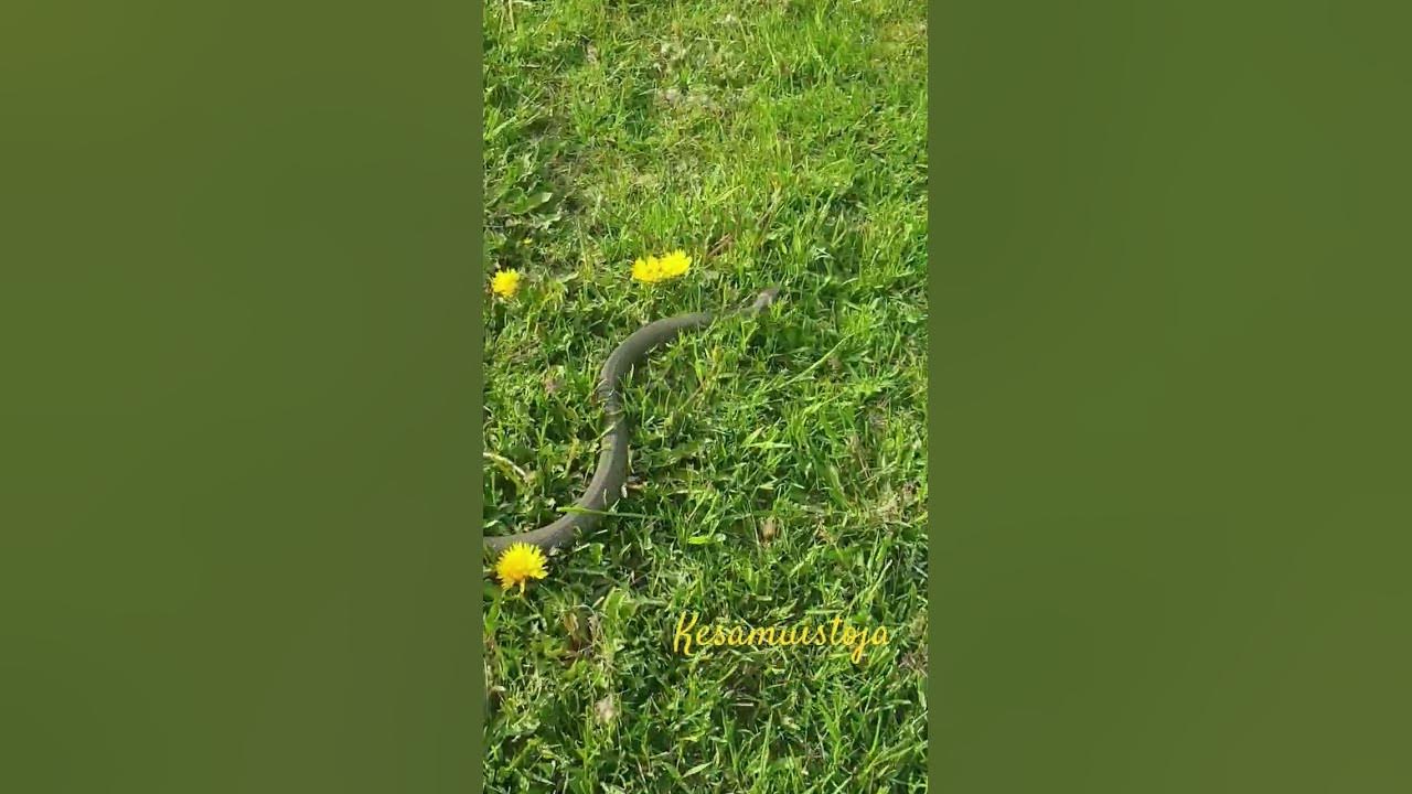Kesämuistoja: Rantakäärme (Natrix natrix) - YouTube