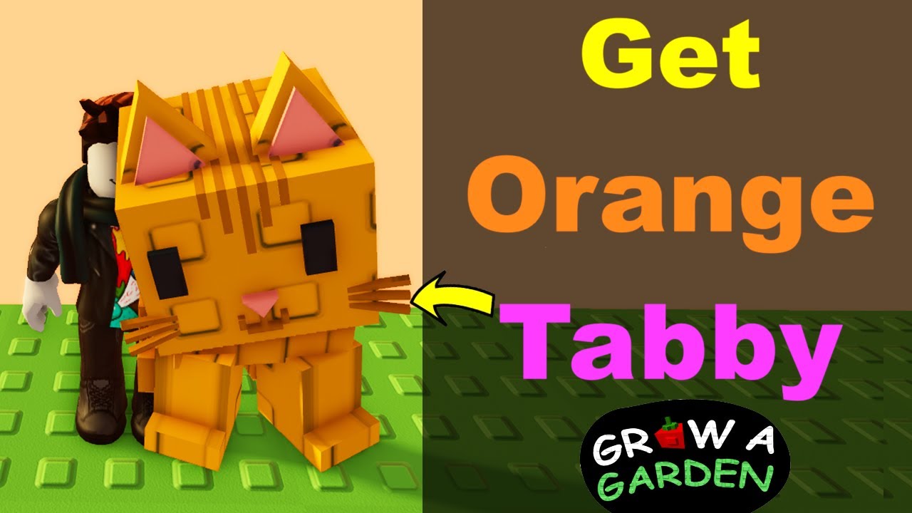 How to get Orange Tabby in Grow A Garden & What does it do #roblox # ...