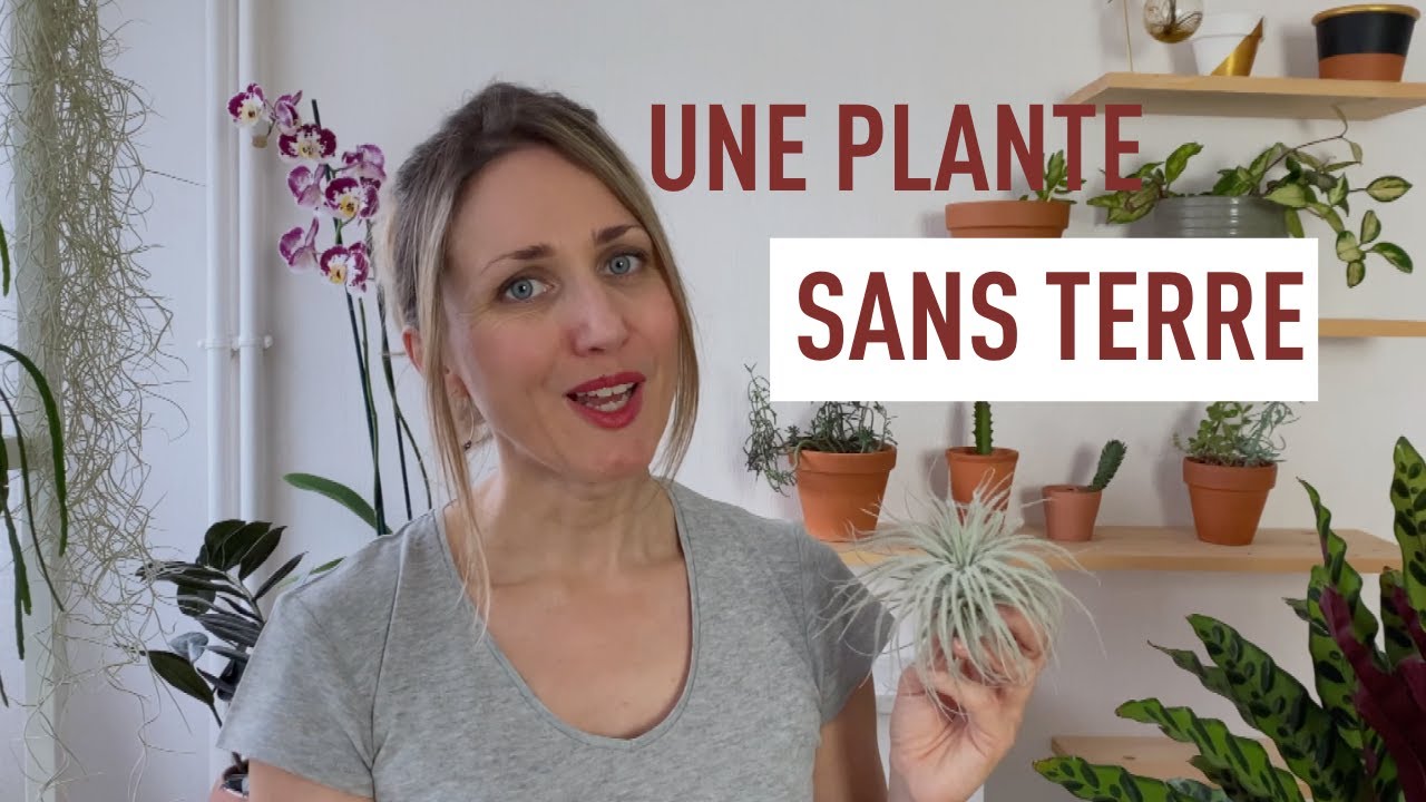 Tillandsia : la plante qui pousse sans terre - YouTube