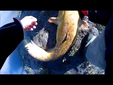 SPINNING FOR CATFISHES (SILURI a SPINNING)