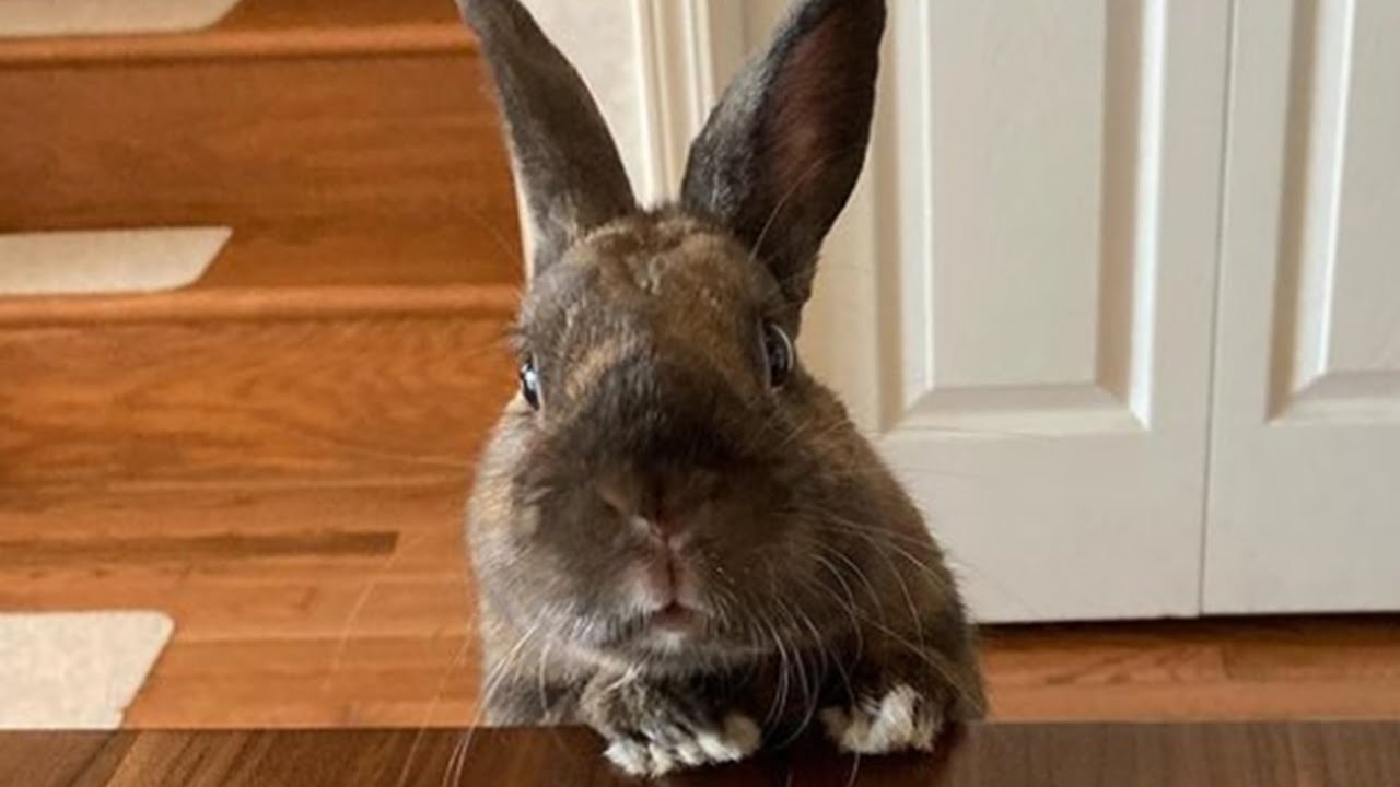 Funny And Cute Baby Bunny Rabbit Videos Compilation (2022) - YouTube