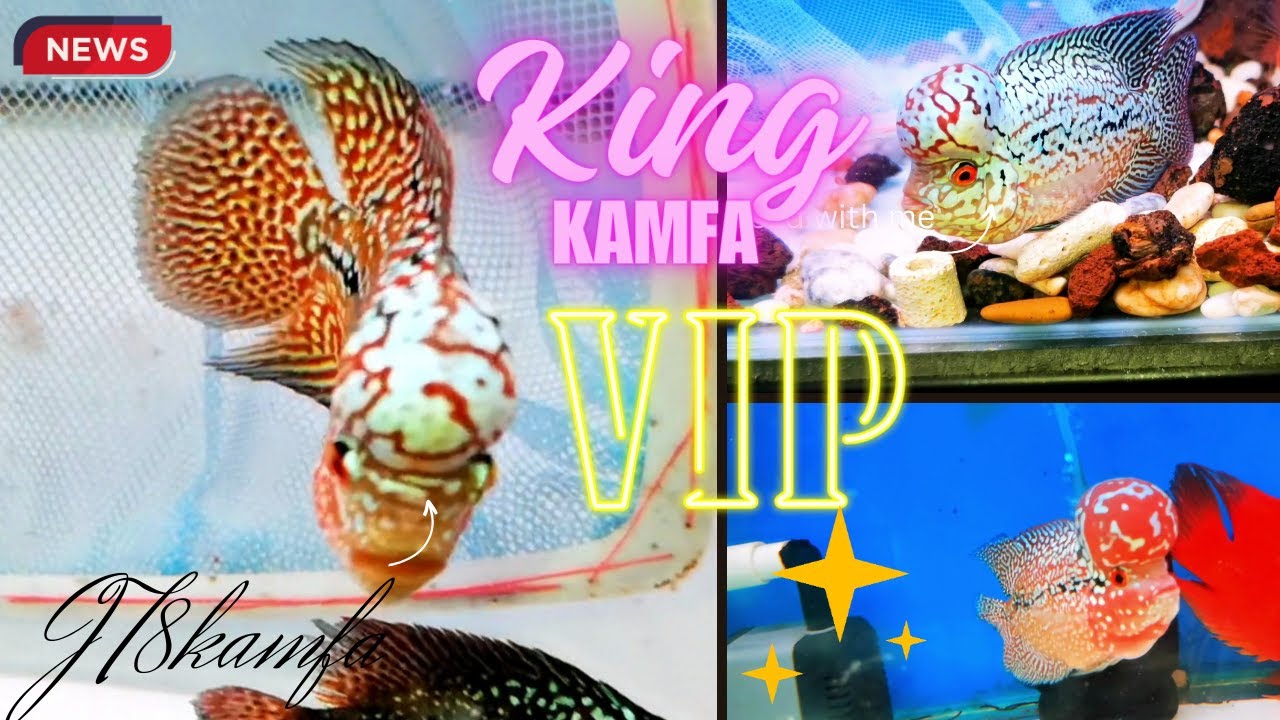 King Kamfa SIêu VIP Đẳng Cấp Cho Người Thích Sưu Tầm (Golden Base , Red Kamfa, 2 Tone, Giáp Bạc ...