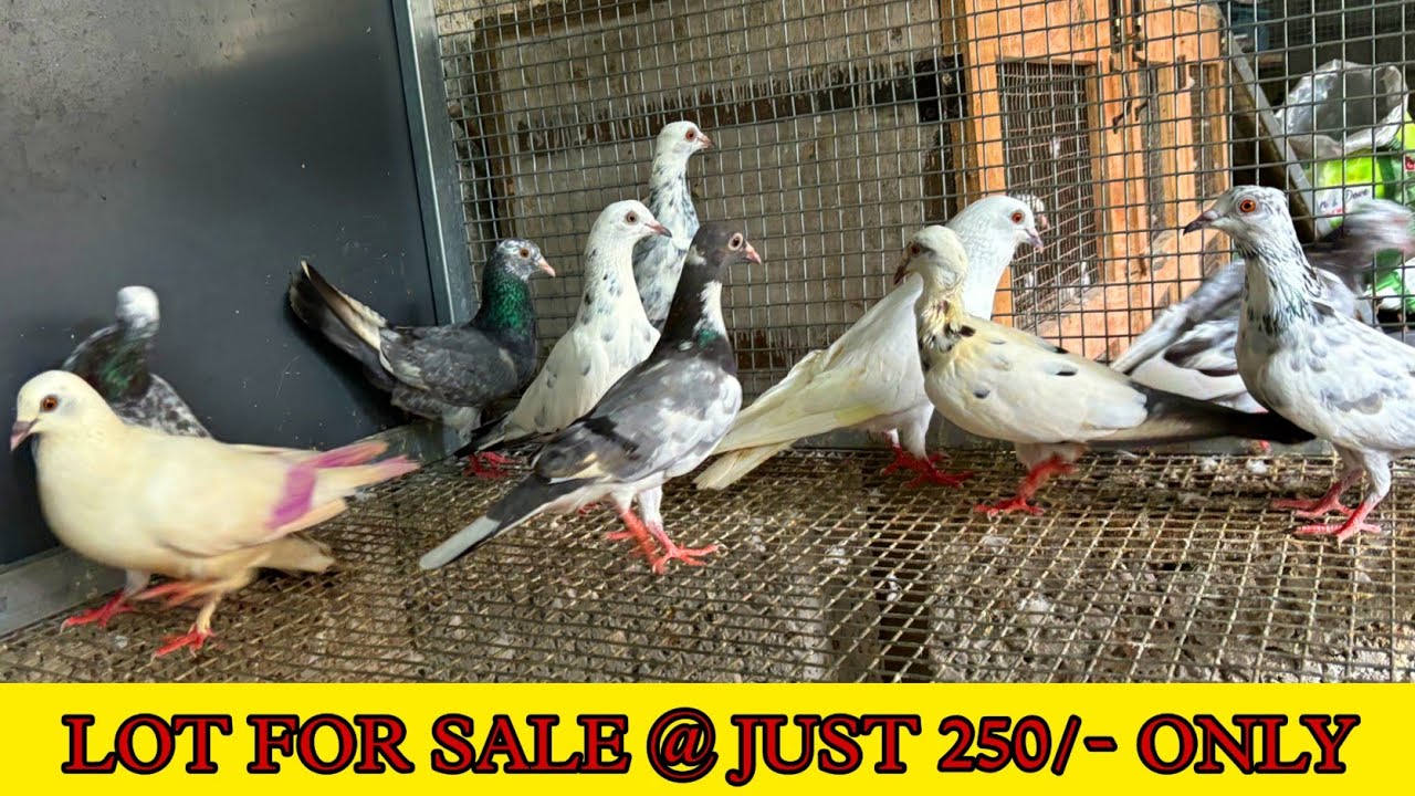 Lot for sale @ just 250/- only🥵 | 6374370483 | Cheap and Best High ...
