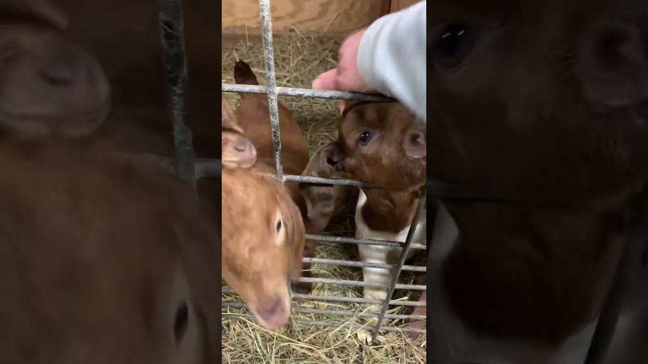 Larry Boy #6 - Our Cleft Lip Superhero! #shorts #goat #goatfarming # ...