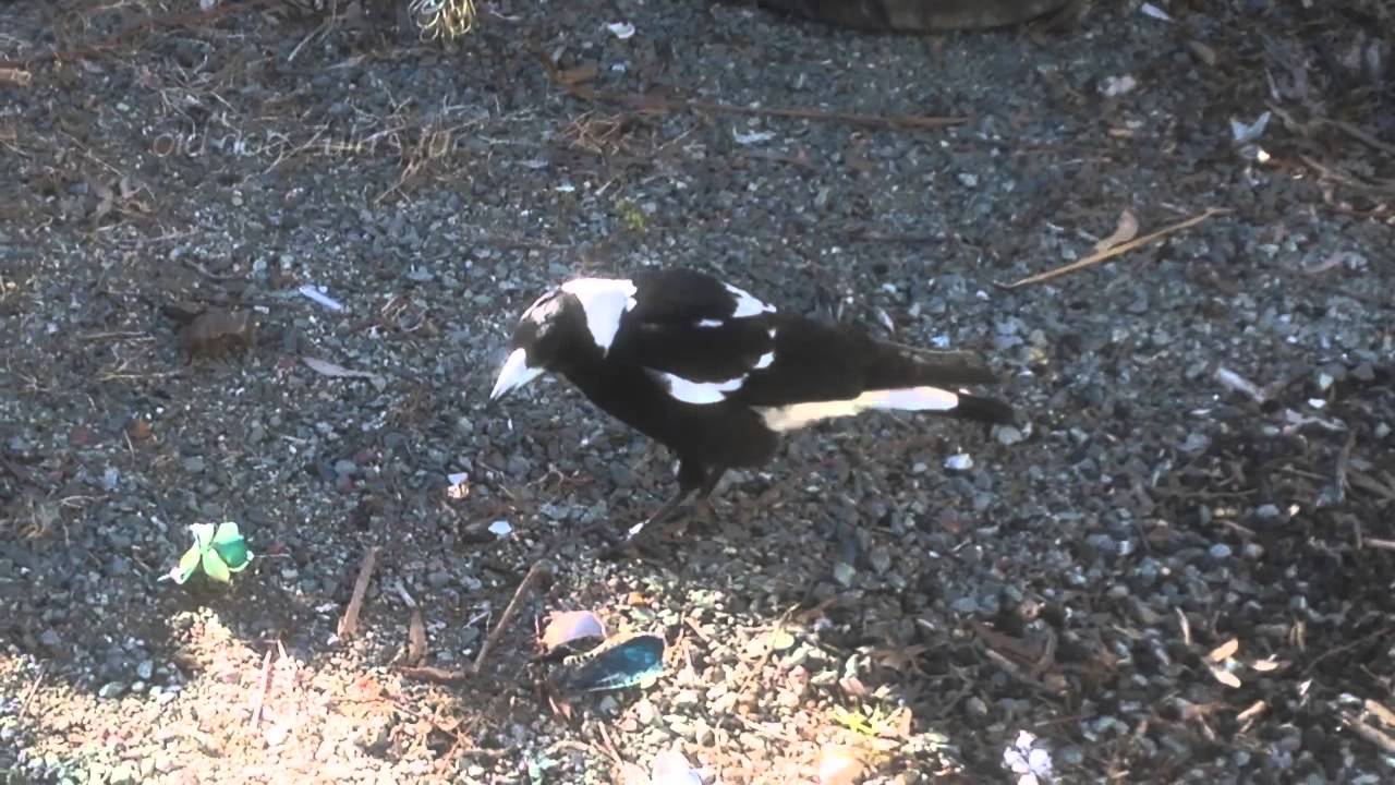The Art Thief - Magpie Steals Art Materials to Make Nest - YouTube