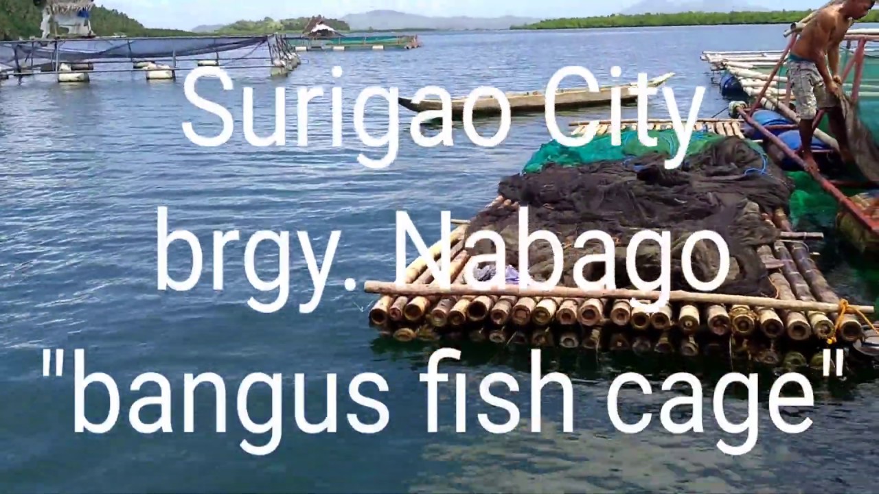Bangus Fish Cage - YouTube