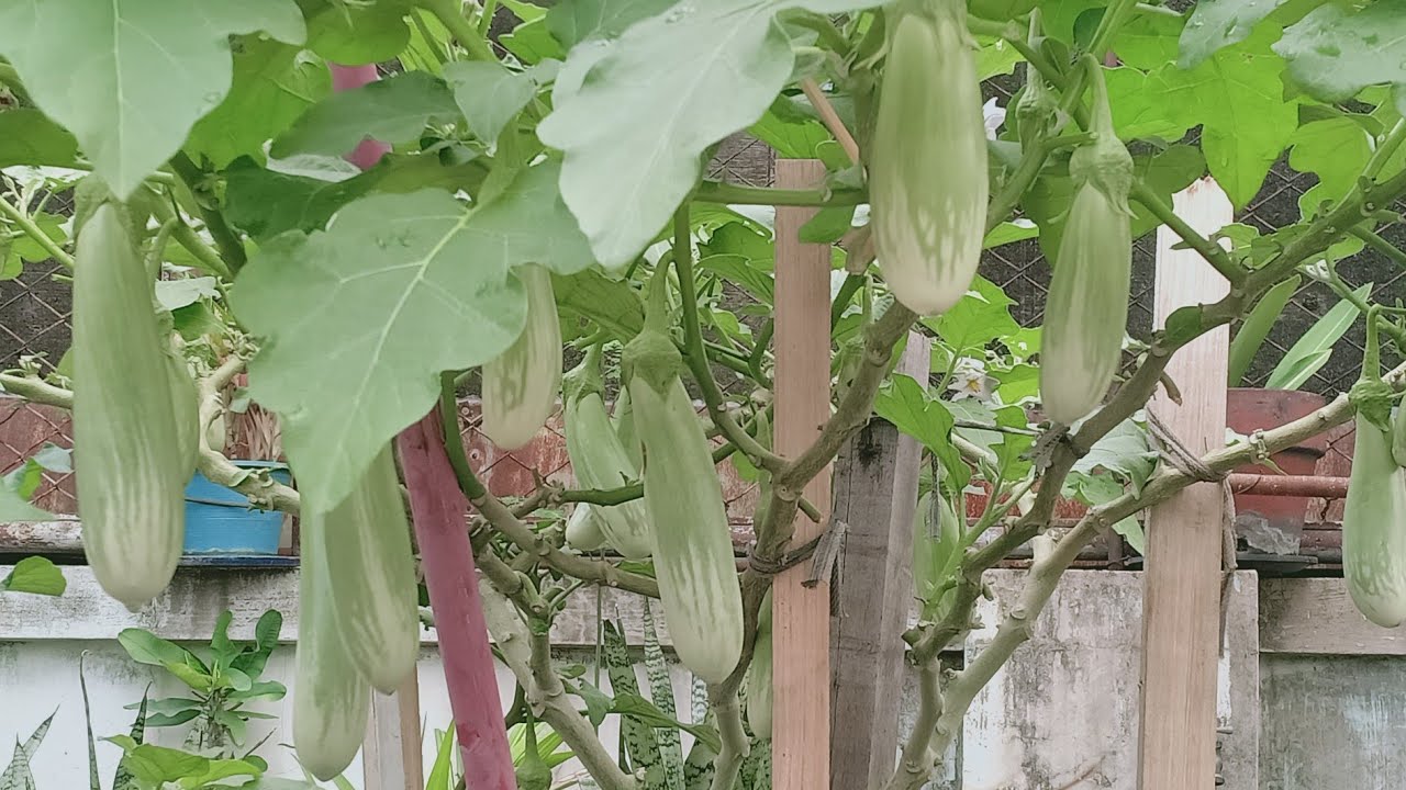 Wow Green Talong daming bunga at wow na wow talaga mga tanim ko sa paso ...