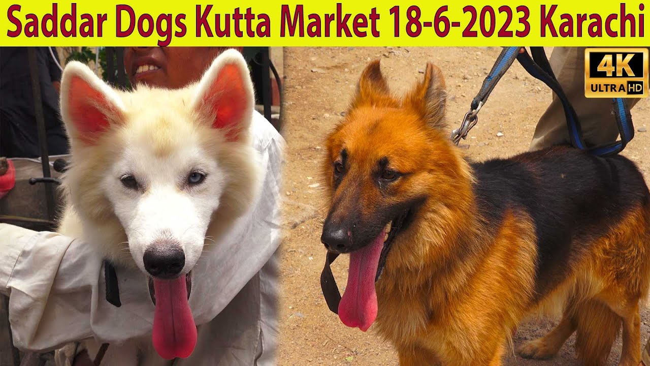 Dogs Kutta Market Saddar Karachi 18-6-2023 Karachi German Shepherd ...