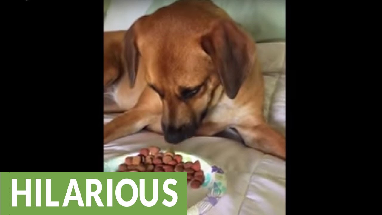 Dog respectfully rejects her dog food - YouTube