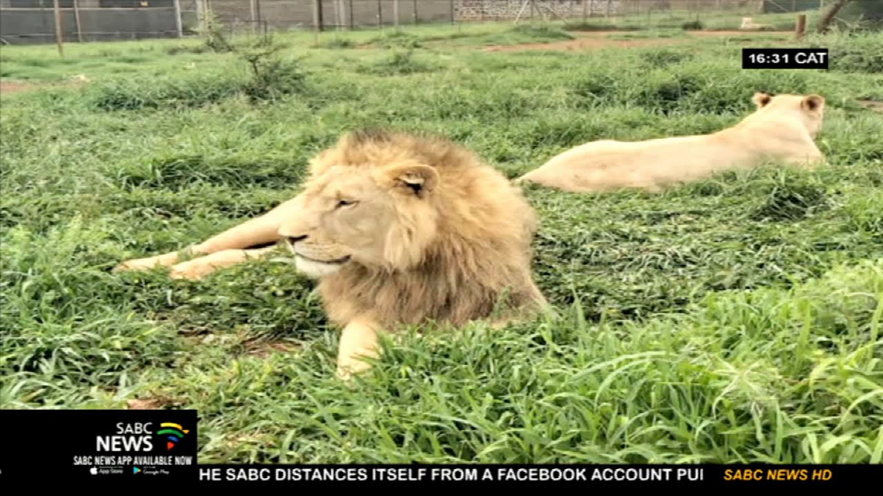 Eight lions poisoned and poached at the Predator Rock Lion Farm - YouTube