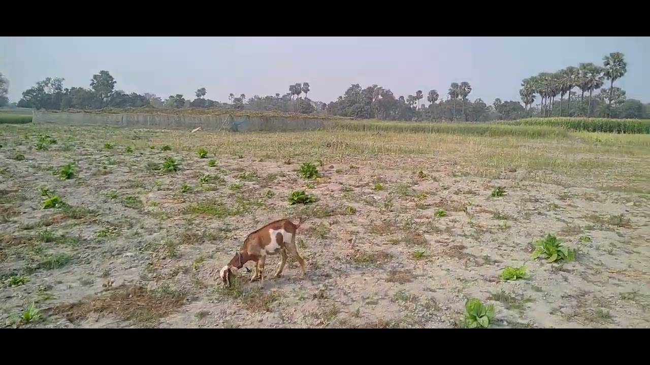 Sarso ka khet # sarso# tori/mustard #subscribe - YouTube