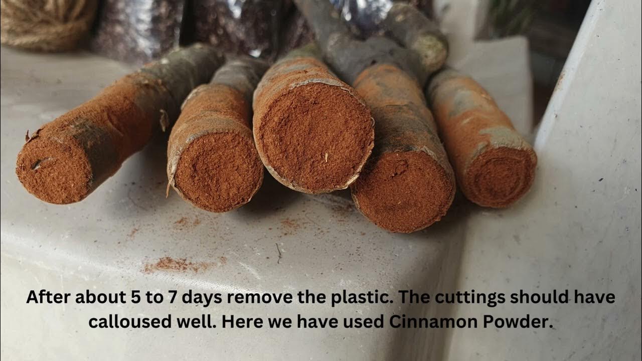 How to root plumeria cuttings *Super easy* Bag rooting plumeria cuttings. - YouTube