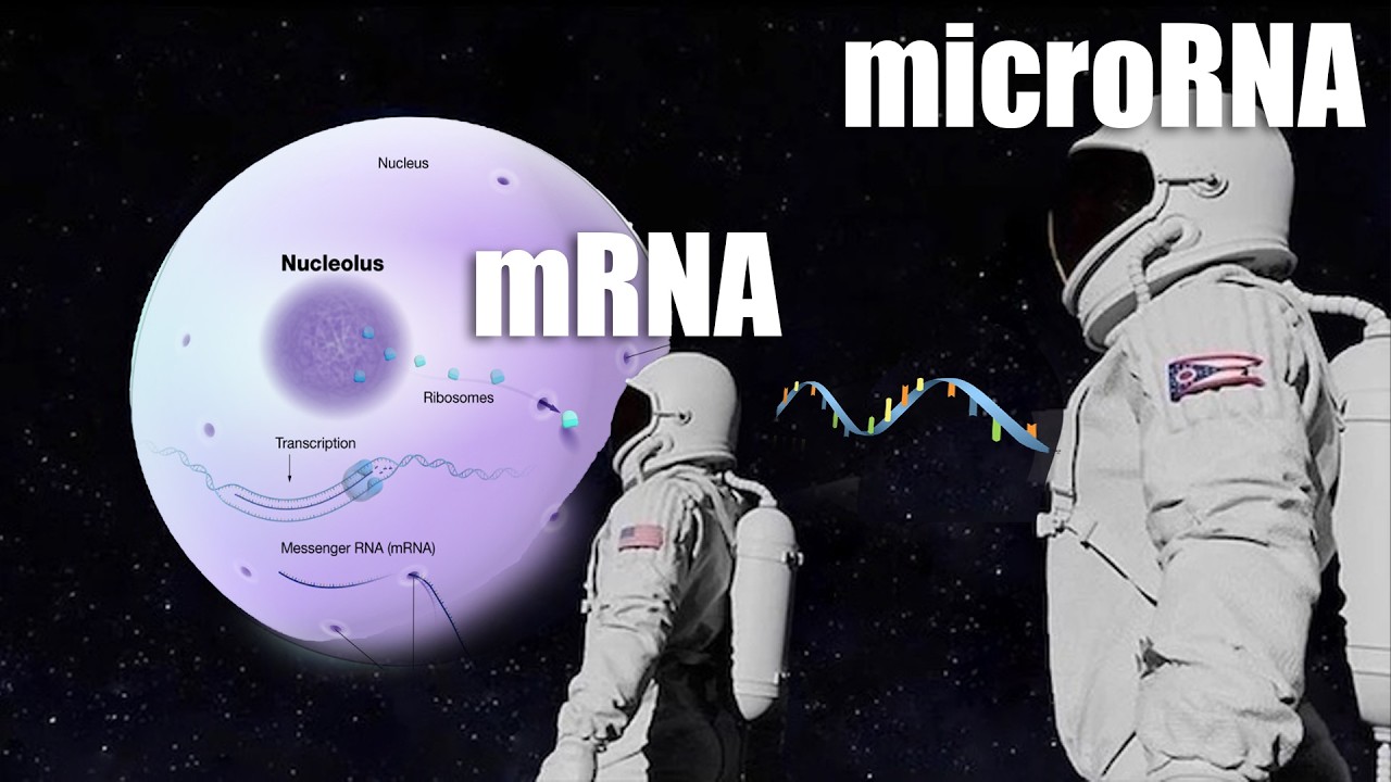 What is microRNA and How it has Transformed Our Understanding of Gene Expression? Nobel Prize ...