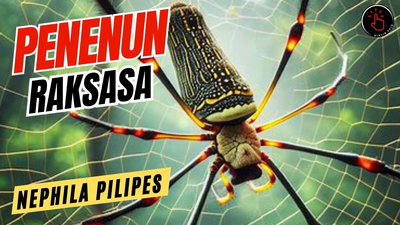 LABA-LABA RAKSASA PENENUN TERBESAR DI DUNIA‼️NEPHILA PILIPES # ...