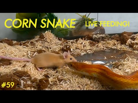 LIVE FEEDING - Corn Snake SNAGS Another Mouse With EASE ! - YouTube