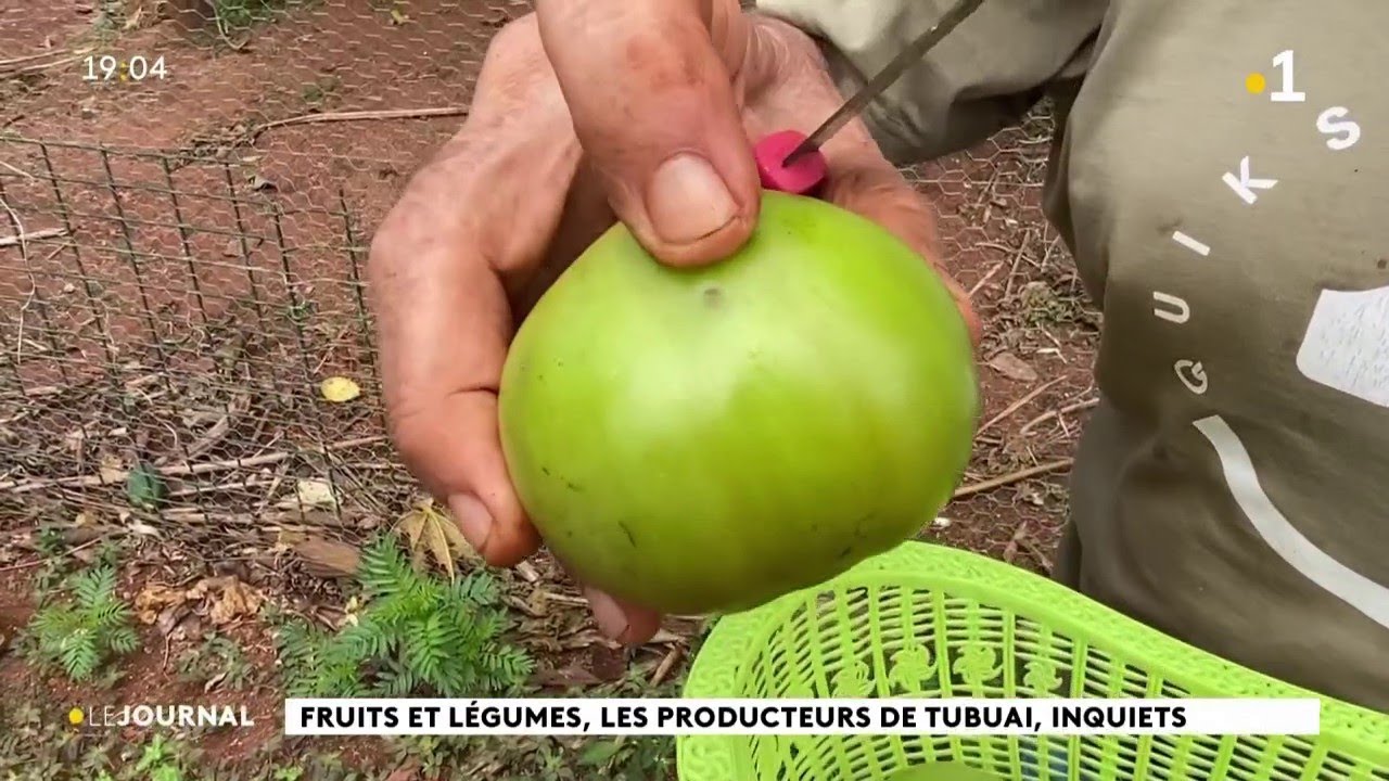 La mouche des fruits n’épargne pas Tubuai - YouTube