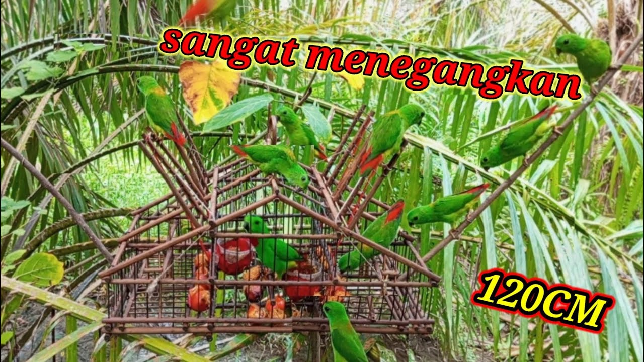 BURUNG SERINDIT KELUAR MASUK SANGKAR PIKAT DI KETINGGIAN 120CM JADI ...