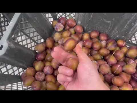 Prunes Grading Sorting by AI DEEP LEARN Optical Grading Machine - YouTube