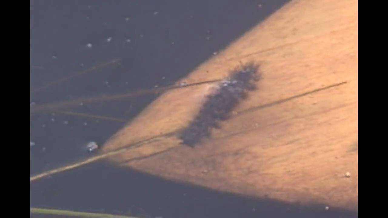 Amazon swimming caterpiller - Rusty Johnson - YouTube