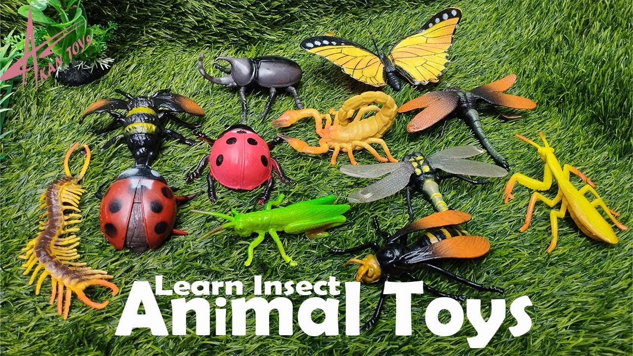 Learn insect and bug Animals toys Bee, beetle, butterfly, dragonfly ...