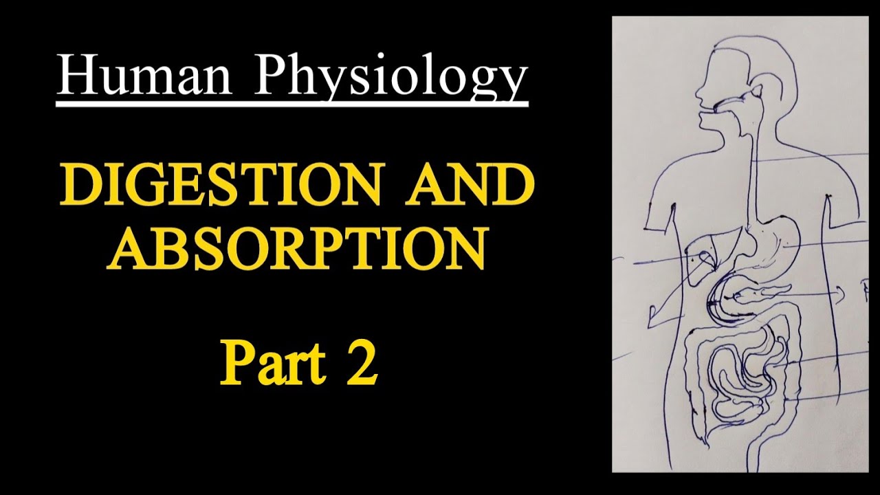Digestion and Absorption- Part 2 || Human Physiology || Class 11 ...